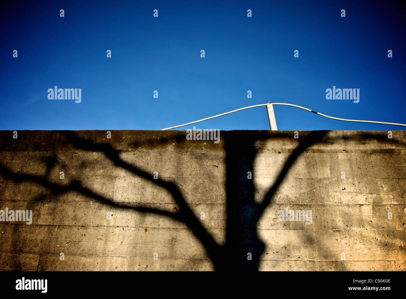 TREE SHADOW ON ROUGH WALL Stock Photo - Alamy