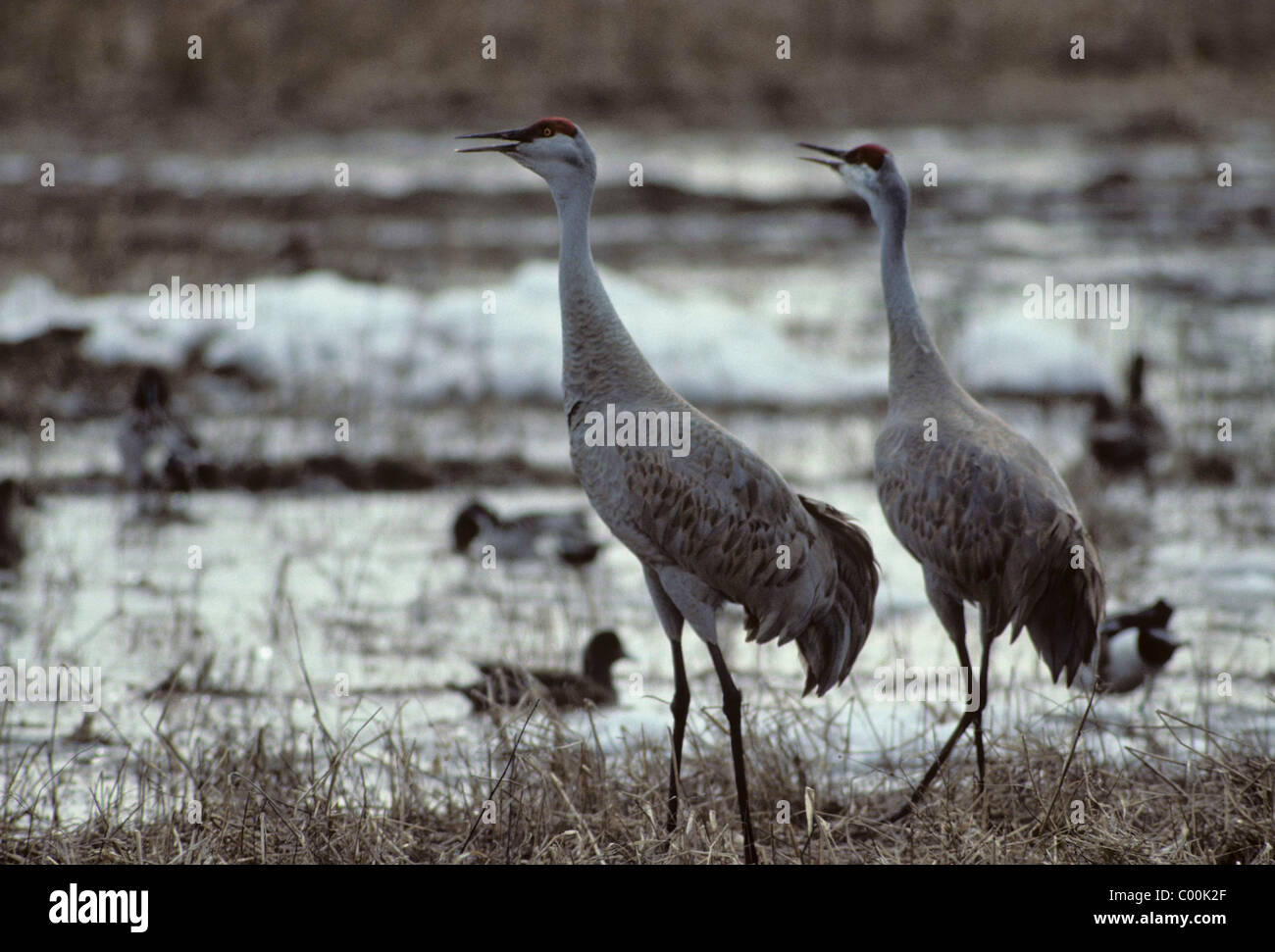 Sandhill Crane, Spring, Fairbanks, Alaska Stock Photo - Alamy
