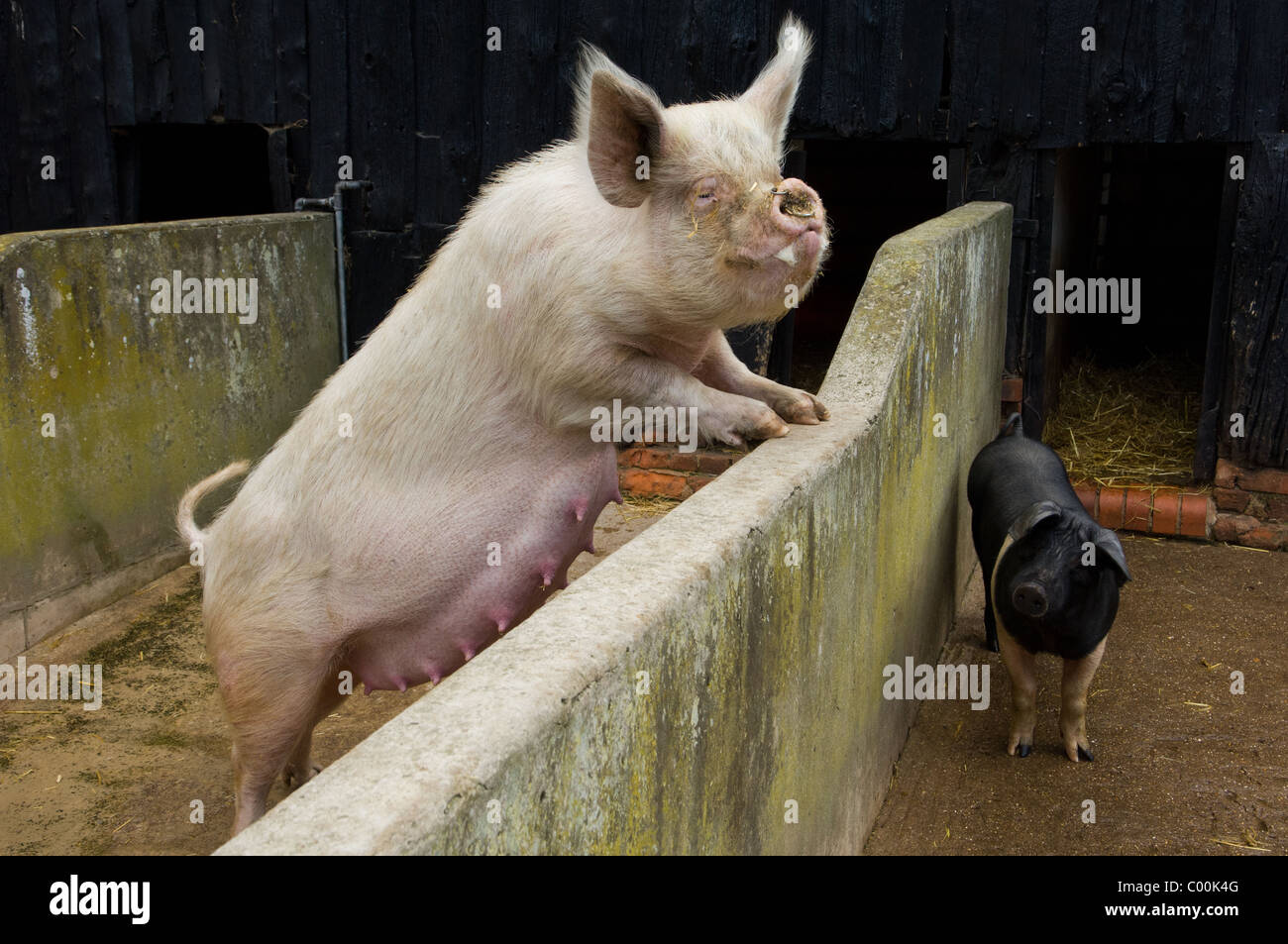 A pink pig looking over the sty wall. A smaller black and pink looks up ...