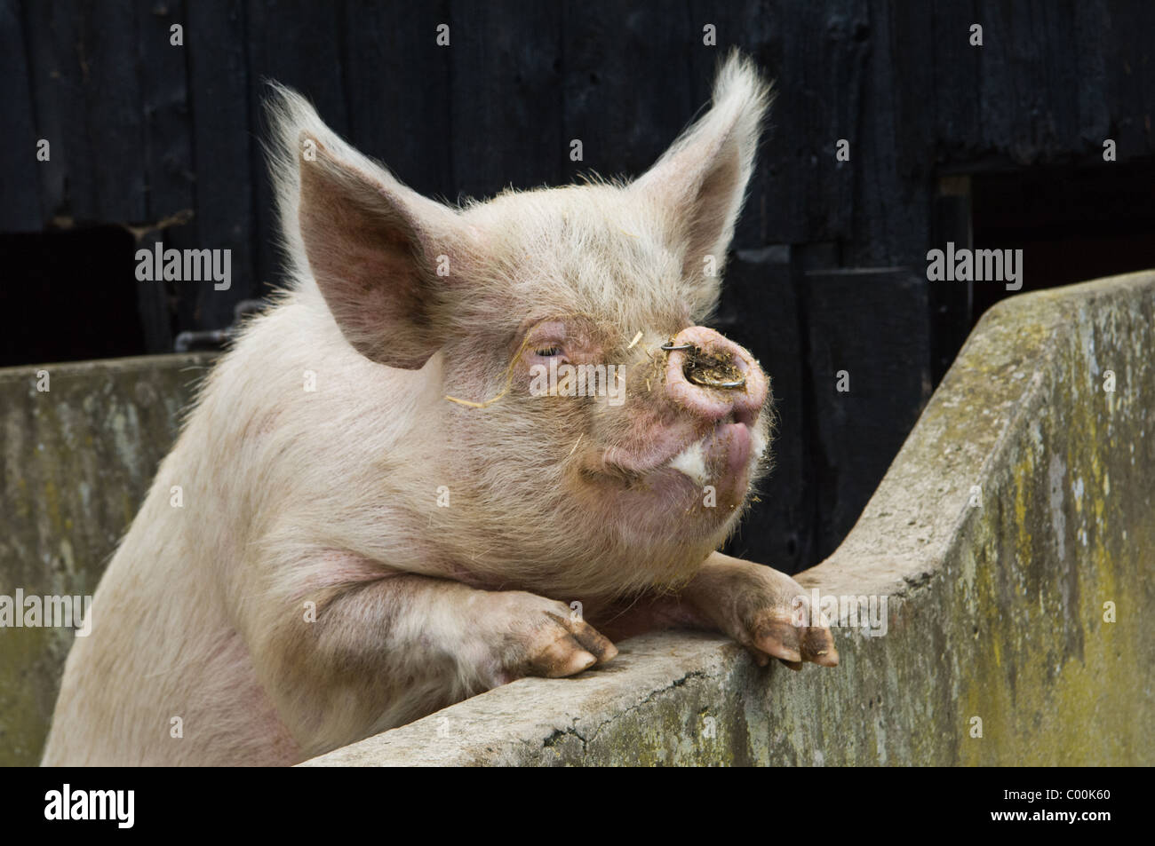 Pig farms hi-res stock photography and images - Alamy
