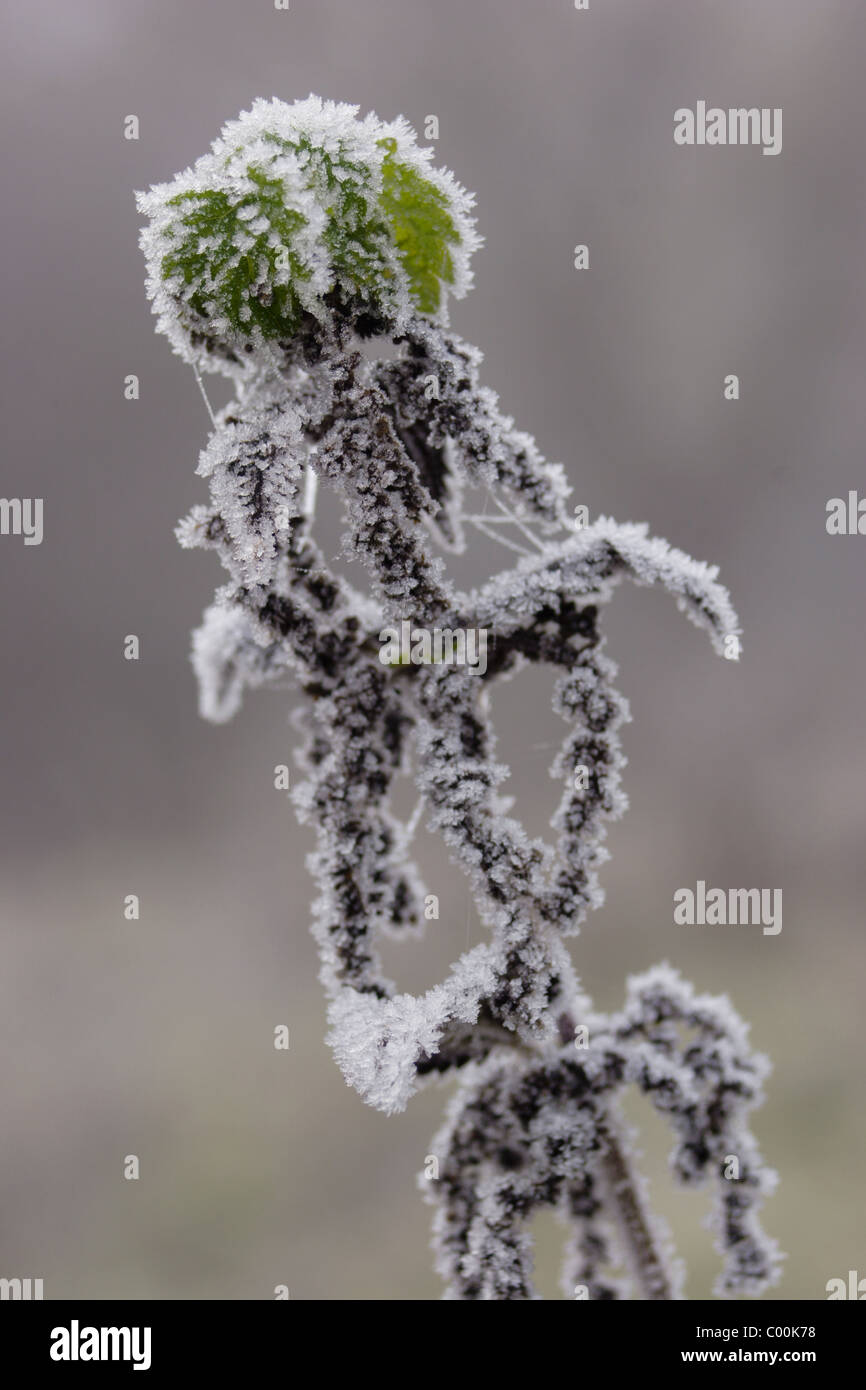 Frosted nettle, winter, Yorkshire, UK Stock Photo - Alamy