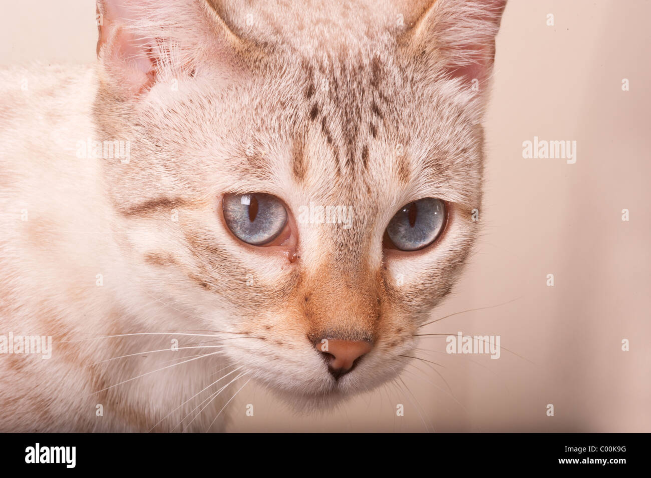 Bengal spotted cat in cream background Stock Photo - Alamy
