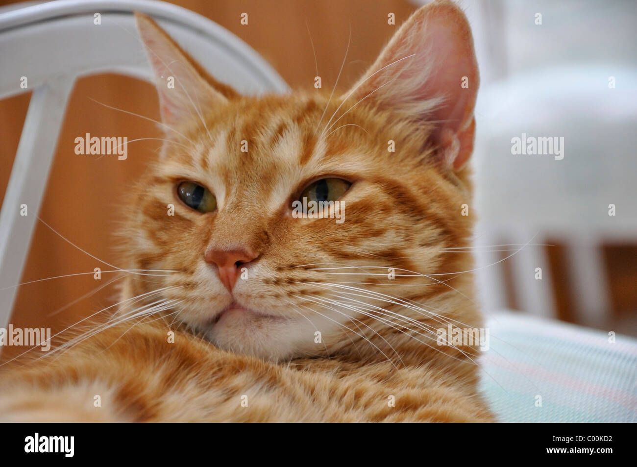 Red cat head Stock Photo - Alamy