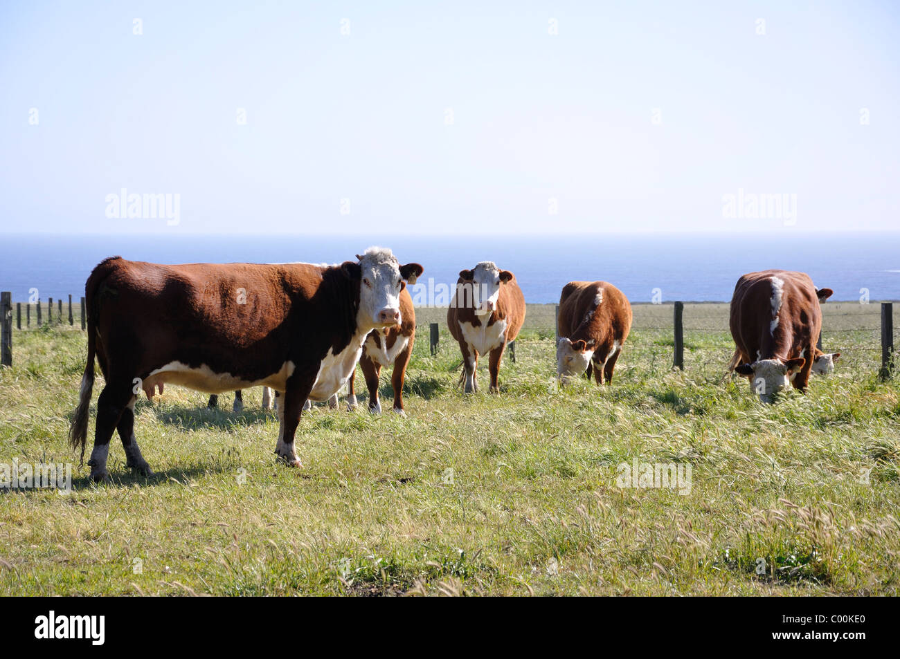 California cows, USA Stock Photo - Alamy