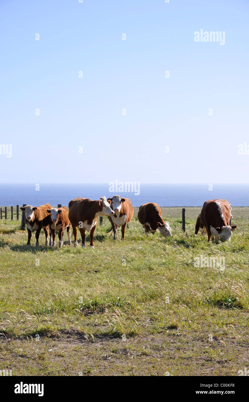 California cows, USA Stock Photo - Alamy