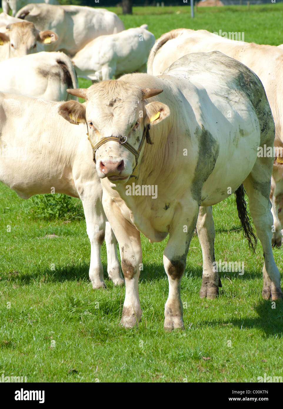 Protect cows hi-res stock photography and images - Alamy