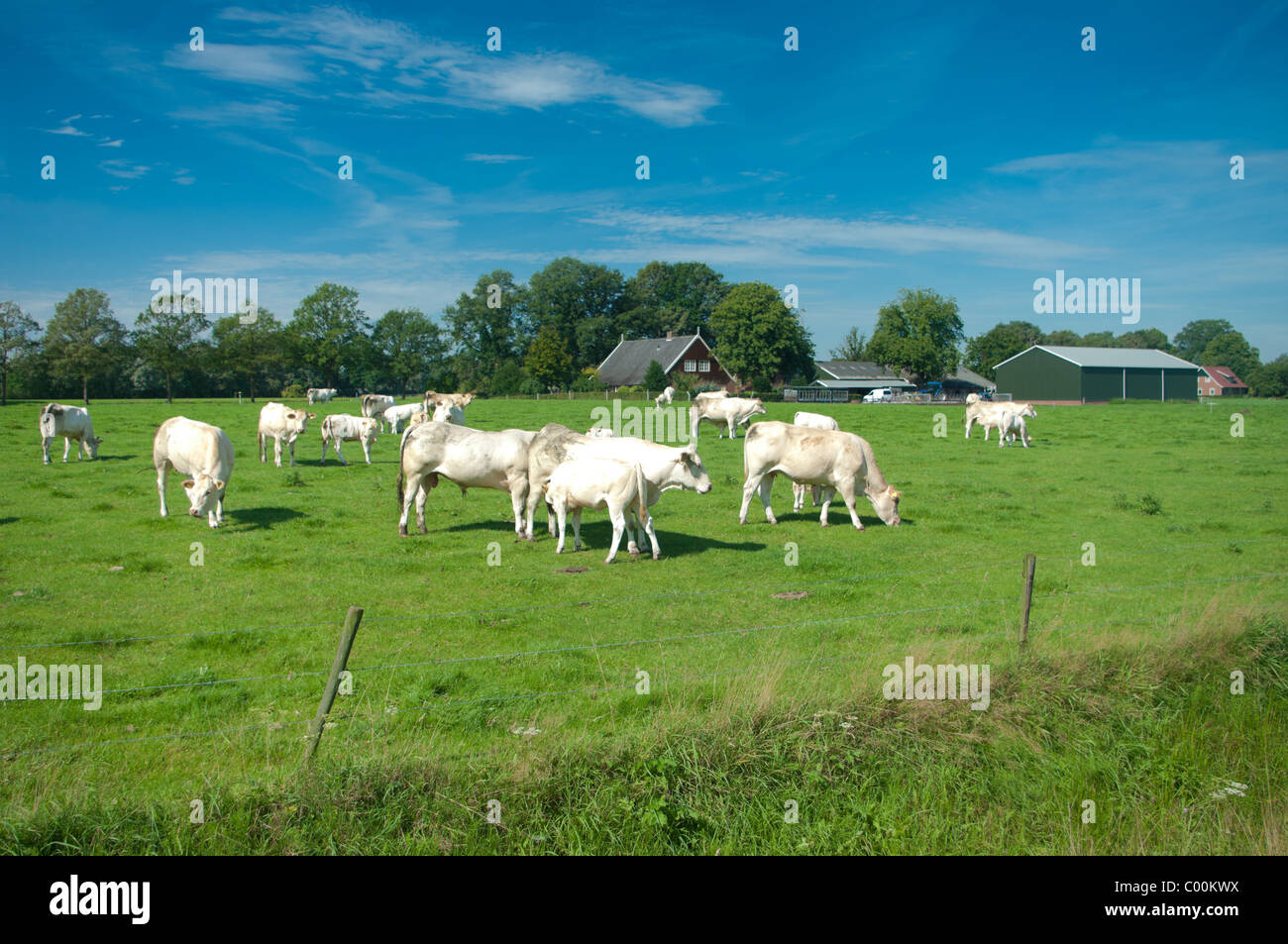 Dutch landscape with pasture and cattle cows hi-res stock photography ...