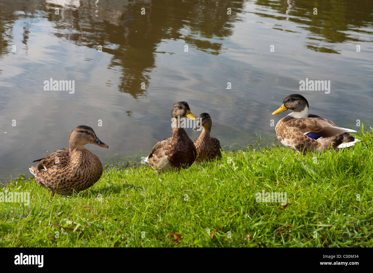 Begging duck hi-res stock photography and images - Alamy
