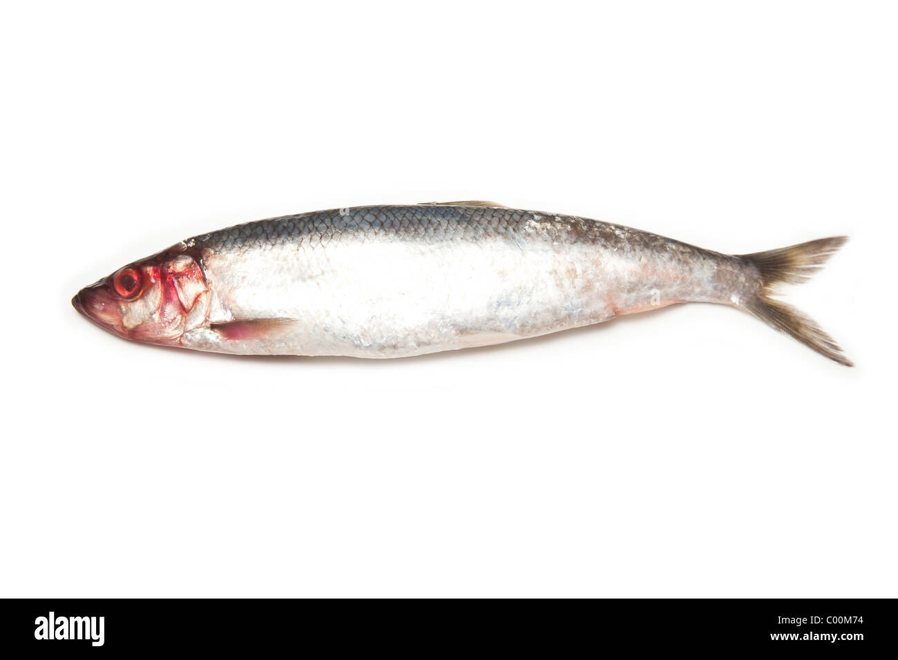 Fresh herring fish isolated on a white studio background Stock Photo ...