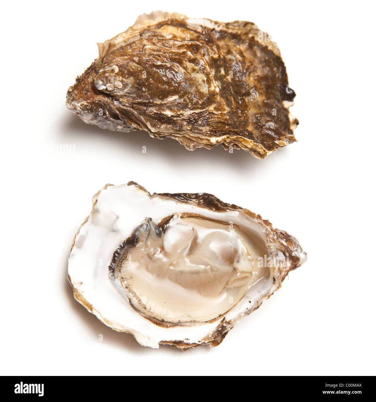 Oysters isolated on a white studio background Stock Photo - Alamy