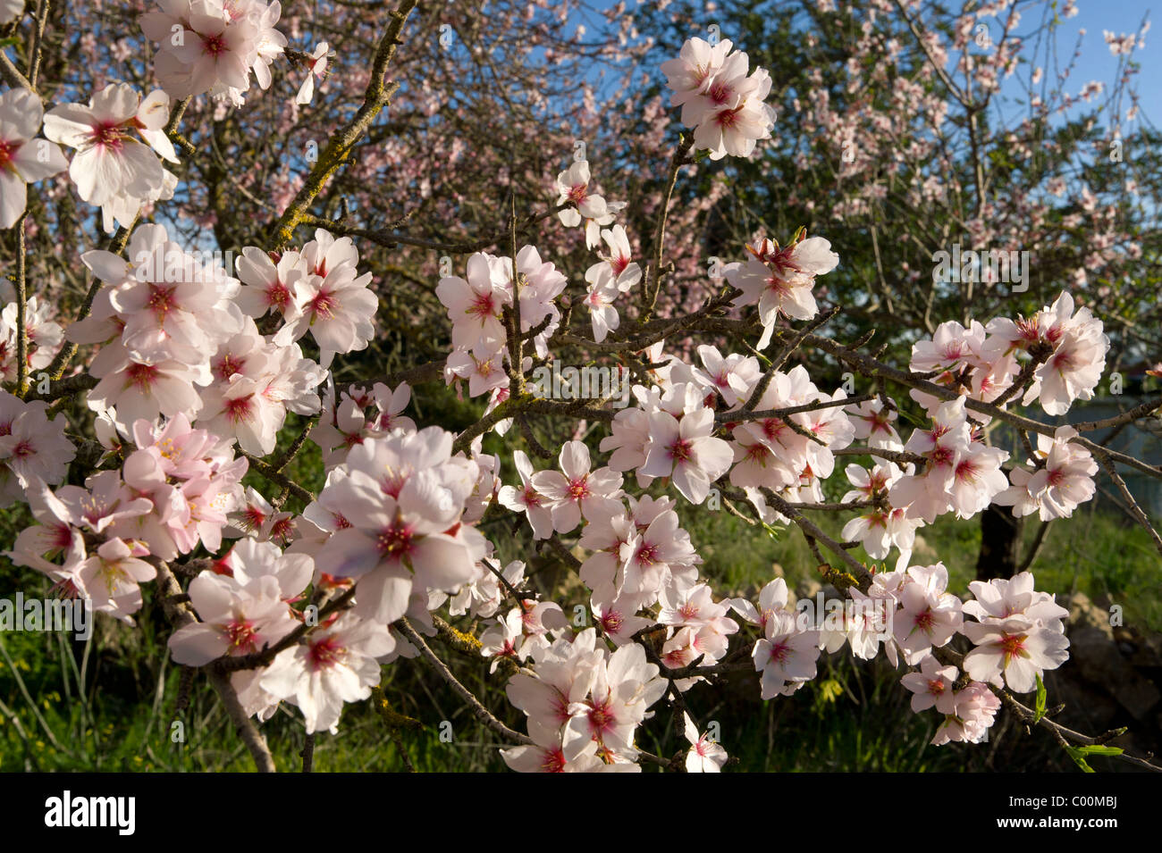 Portugal, the Algarve, almond trees in flower Stock Photo - Alamy