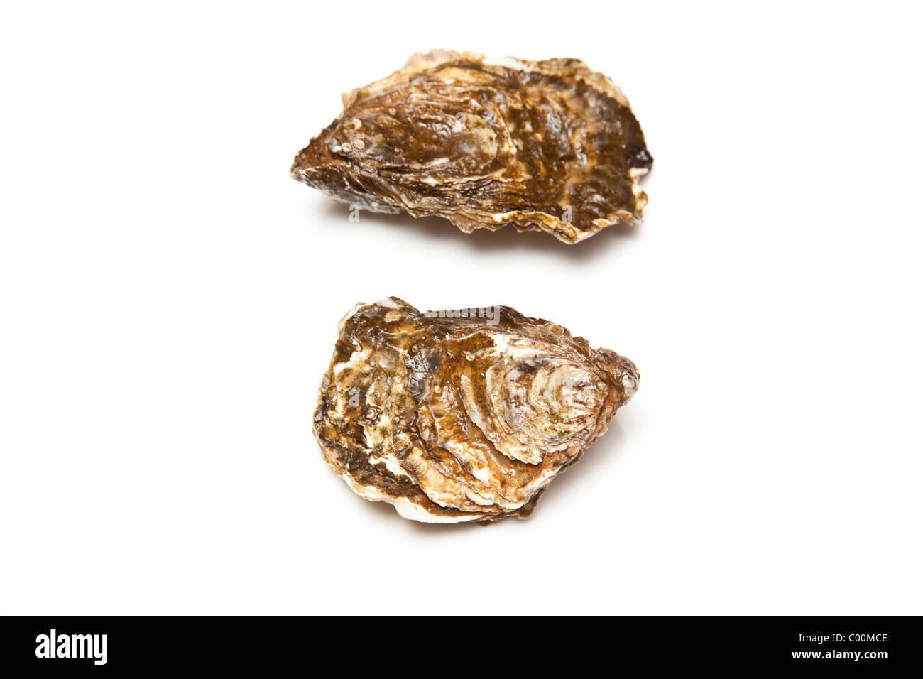 Oysters isolated on a white studio background Stock Photo - Alamy