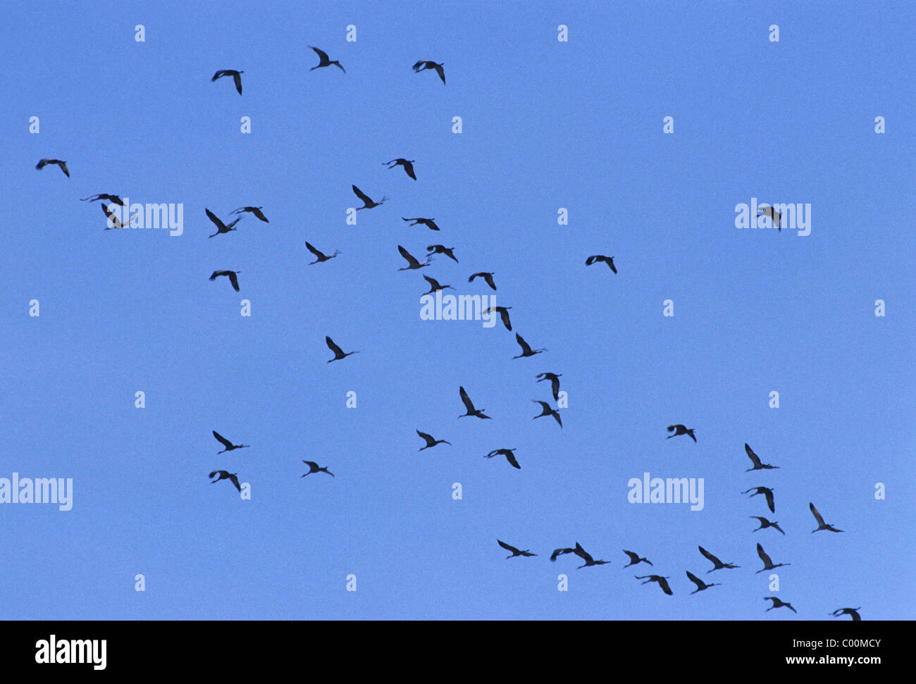 Sandhill Crane Migration, Fall, Autumn, Mt. McKinley, Denali National ...