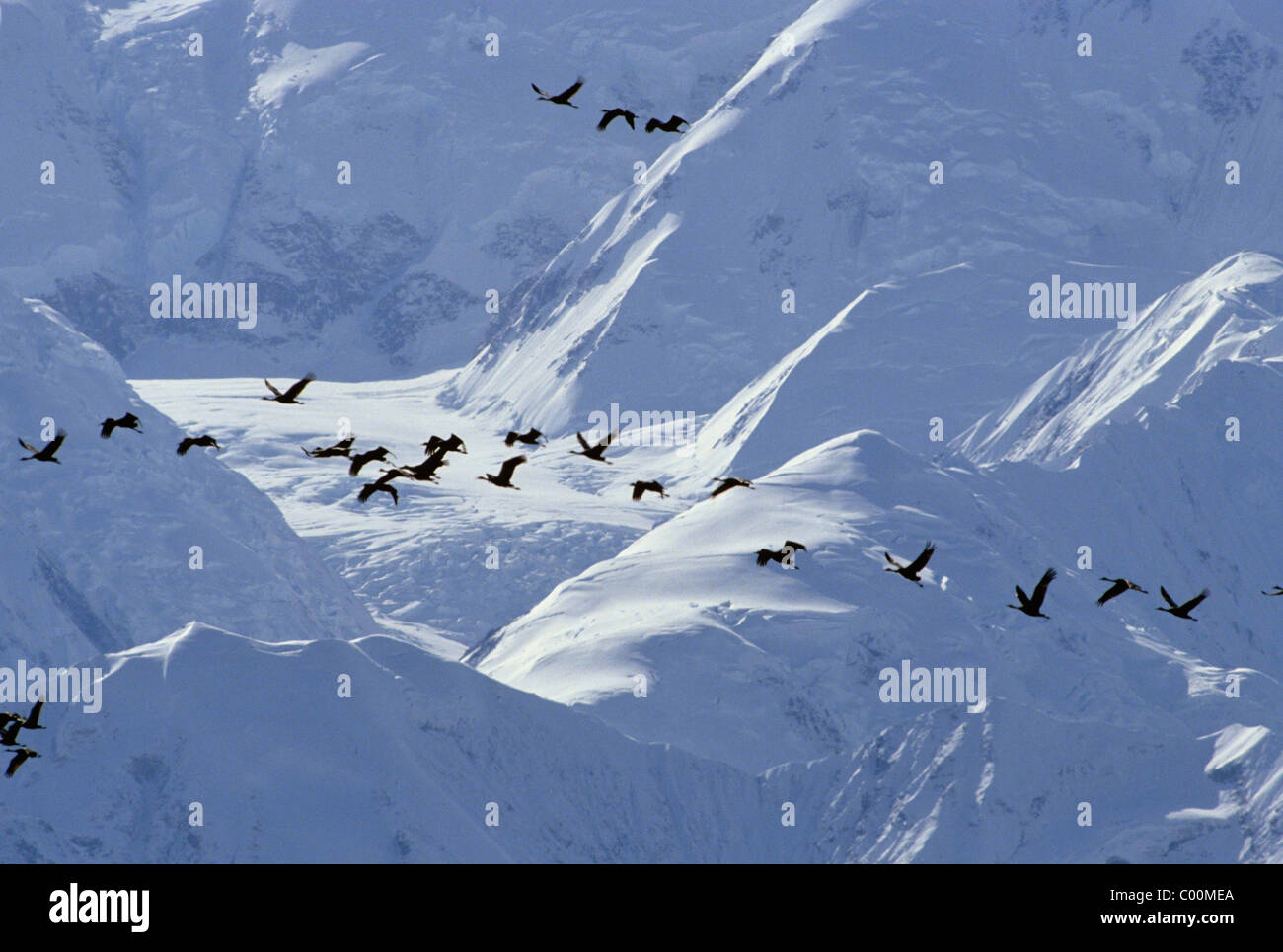 Sandhill Crane Migration, Fall, Autumn, Mt. McKinley, Denali National ...