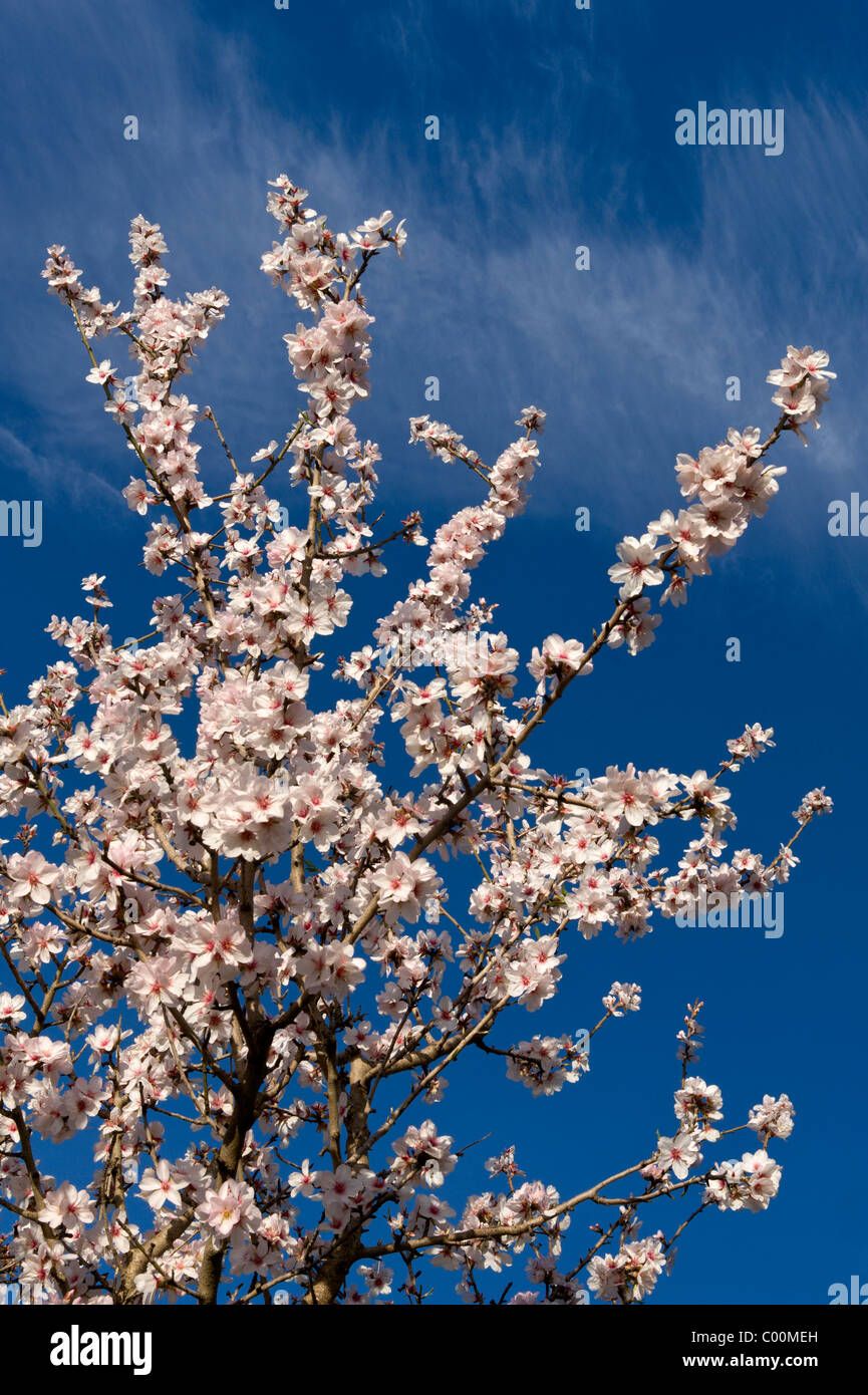 Portugal, the Algarve, almond trees in flower Stock Photo - Alamy