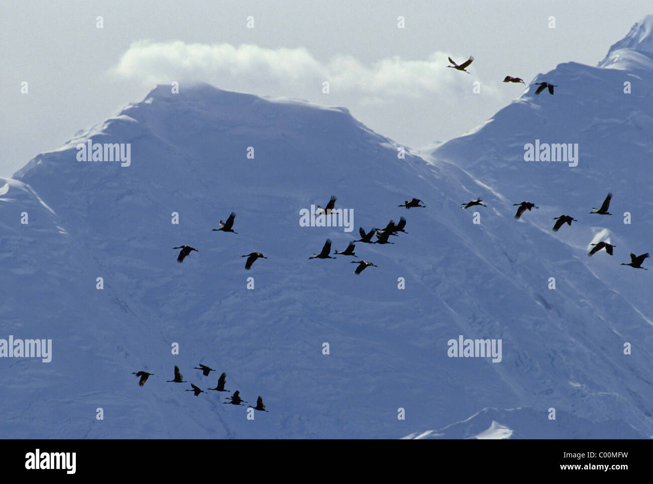 Sandhill Crane Migration, Fall, Autumn, Mt. McKinley, Denali National ...
