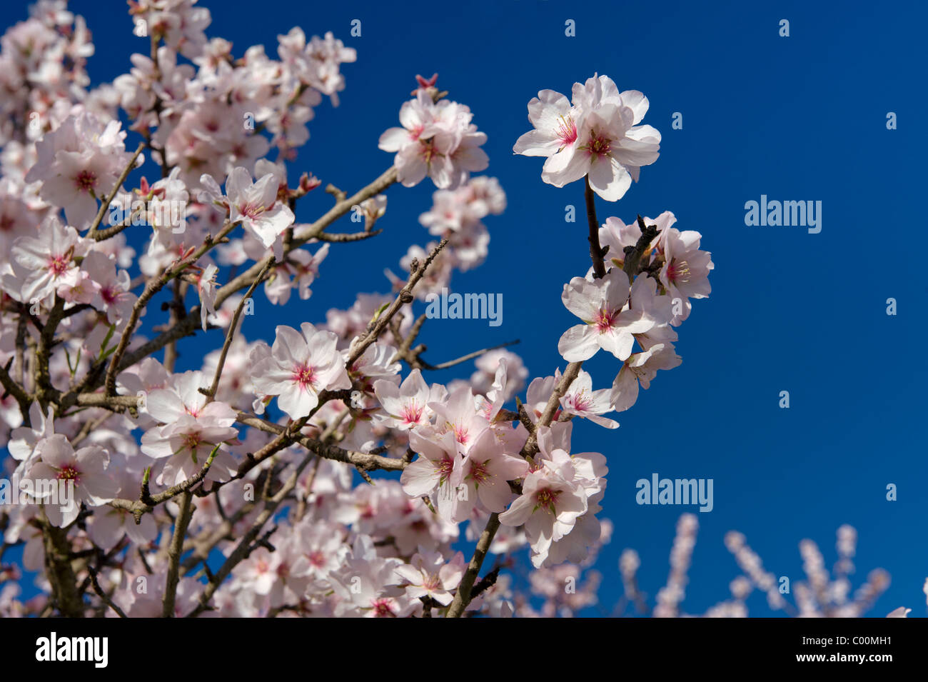 Portugal, the Algarve, Almond blossom Stock Photo - Alamy