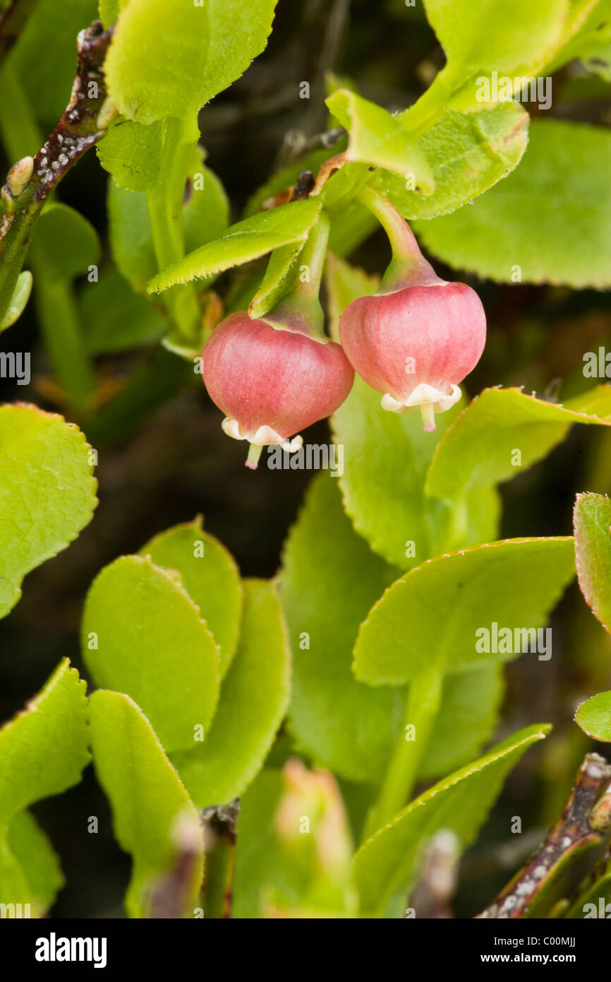 Crowberry uk hi-res stock photography and images - Alamy