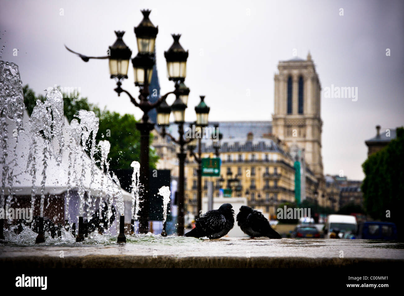 Pigeons bathing in fountain in Paris, France Stock Photo - Alamy