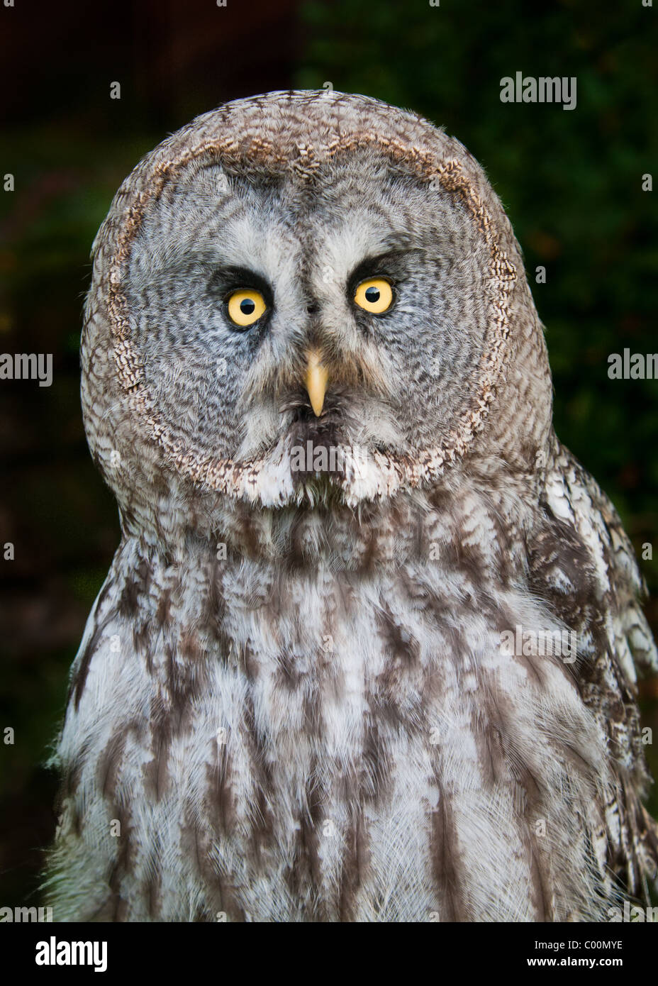 Great gray owl eyes at night hi-res stock photography and images - Alamy