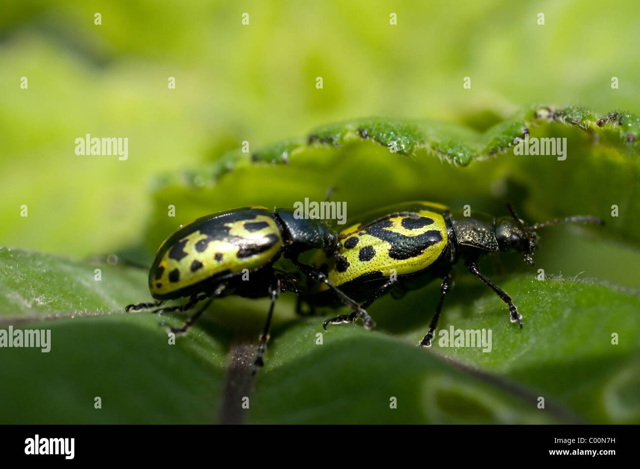 Pair of yellow leaf beetles (Calligrapha sp) mating Stock Photo - Alamy