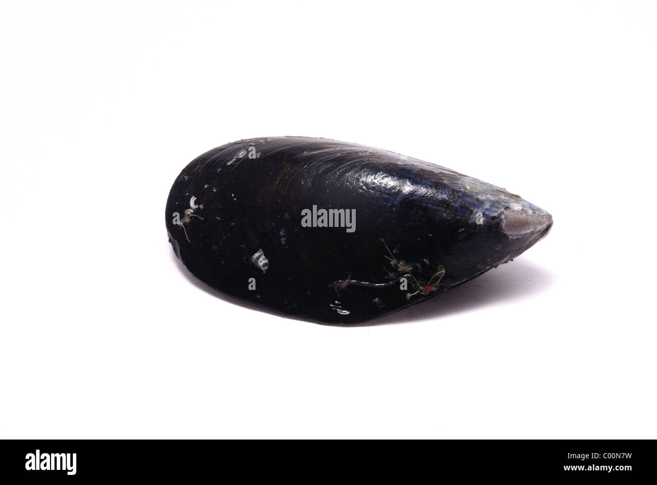 Black mussel hi-res stock photography and images - Alamy