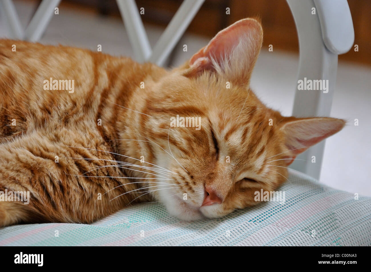 Red cat head Stock Photo - Alamy