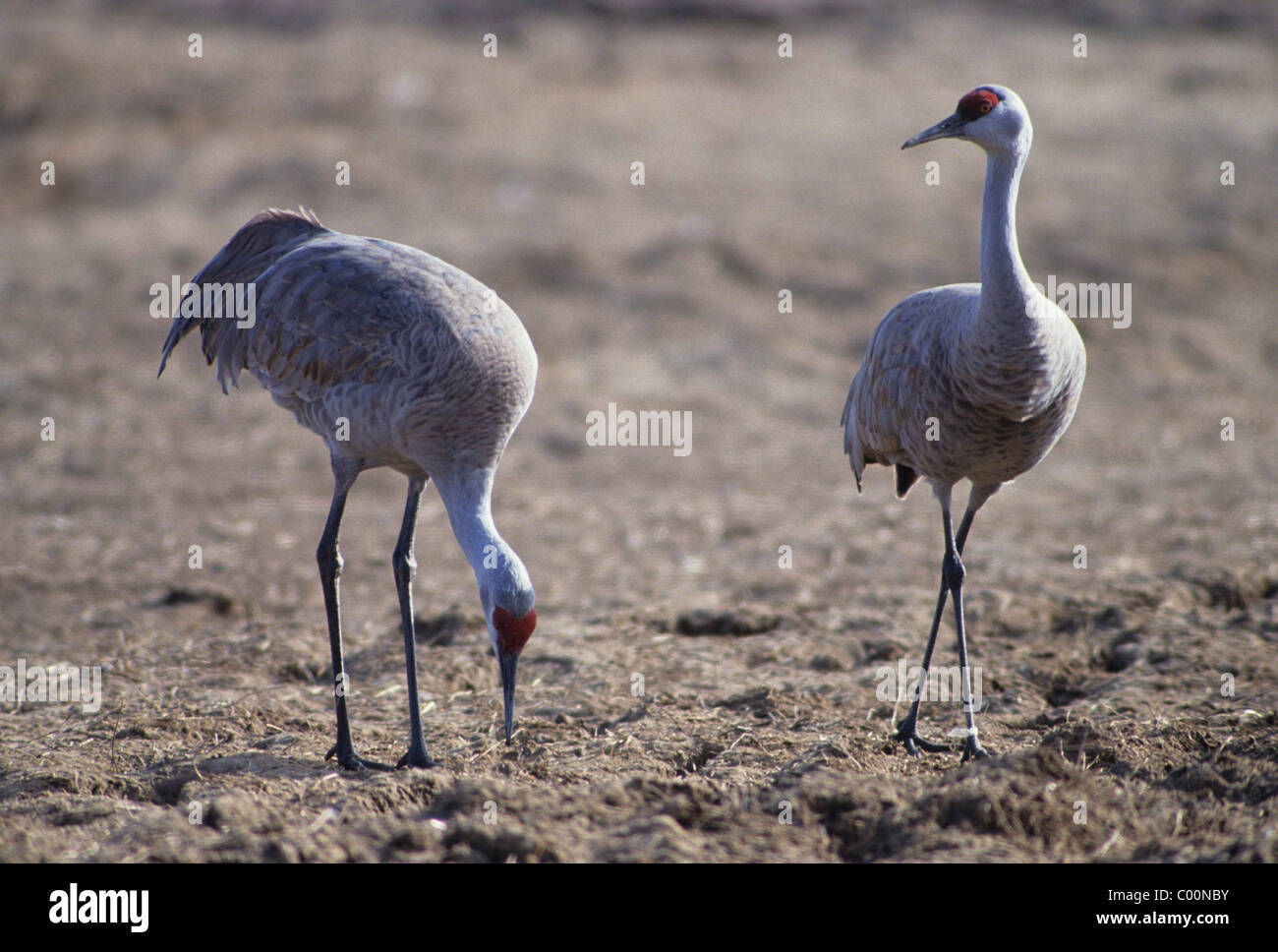 Sandhill Crane, Spring, Fairbanks, Alaska Stock Photo - Alamy