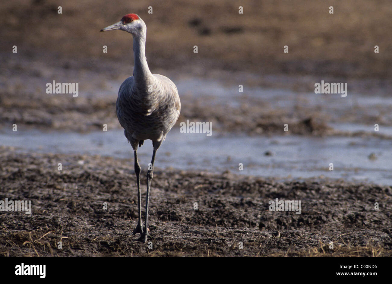 Sandhill Crane, Spring, Fairbanks, Alaska Stock Photo - Alamy