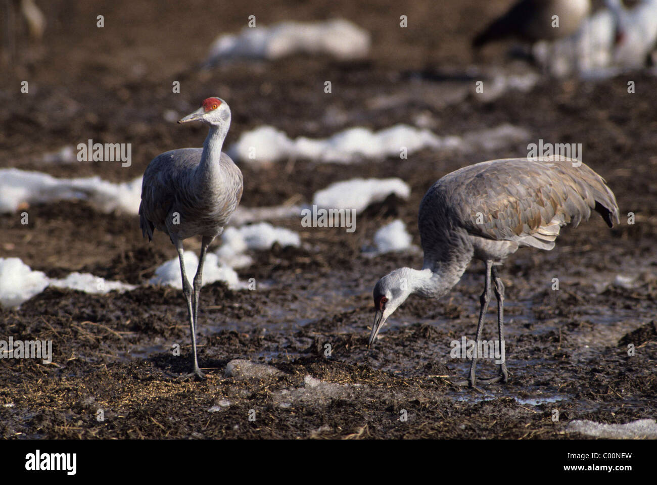 Sandhill Crane, Spring, Fairbanks, Alaska Stock Photo - Alamy