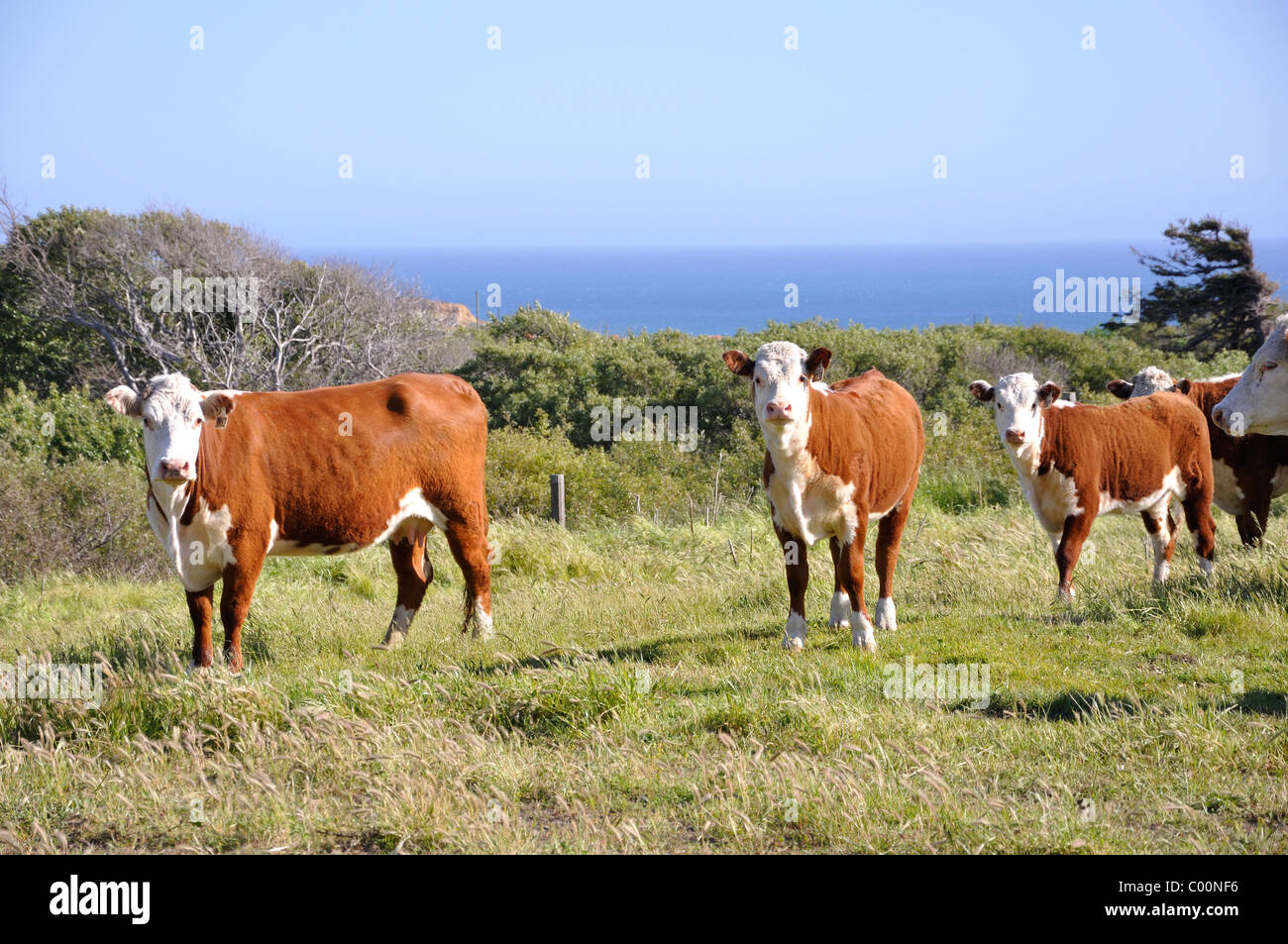California cows, USA Stock Photo - Alamy