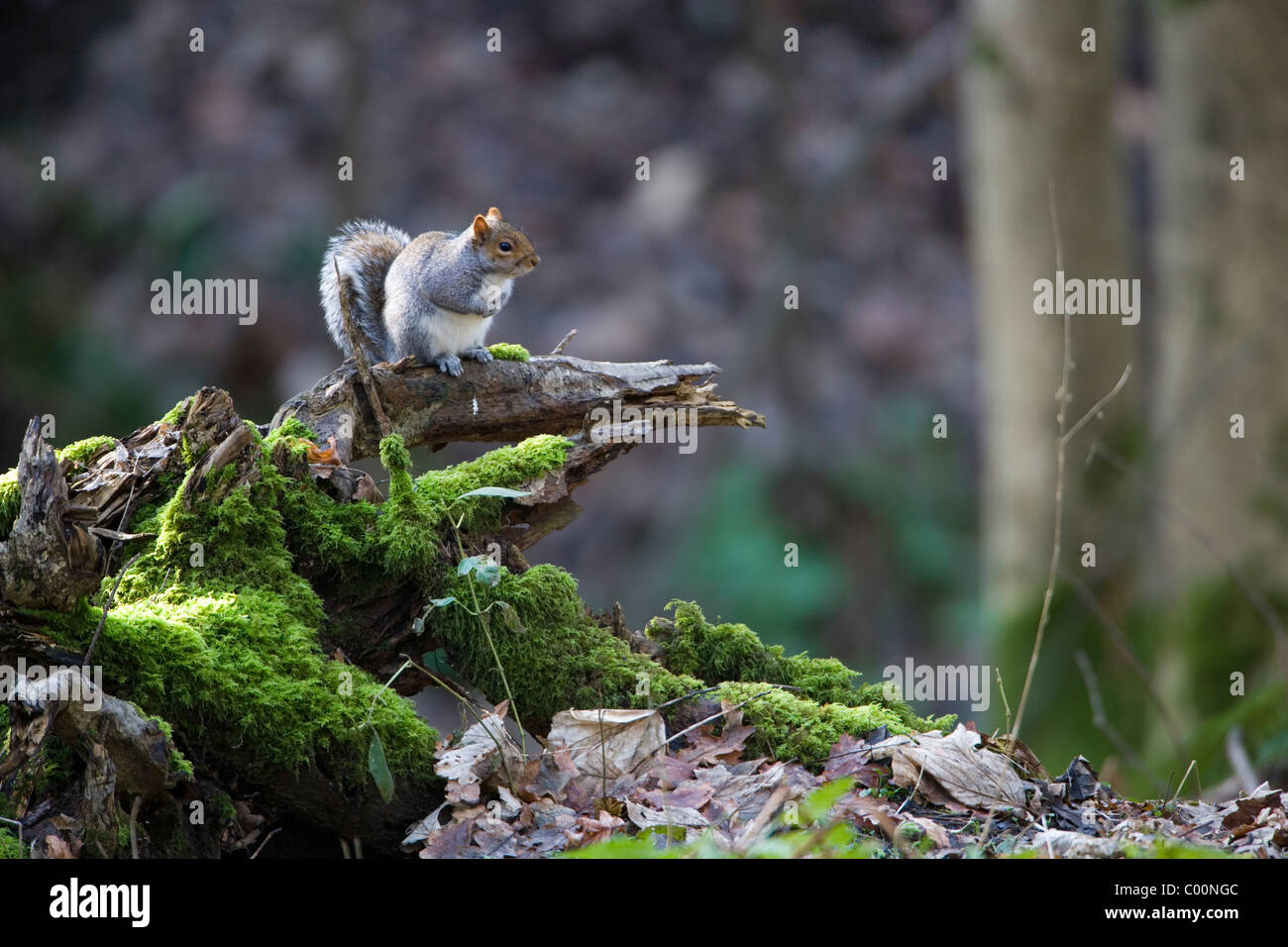Grey Squirrel on moss covered fallen tree Stock Photo - Alamy