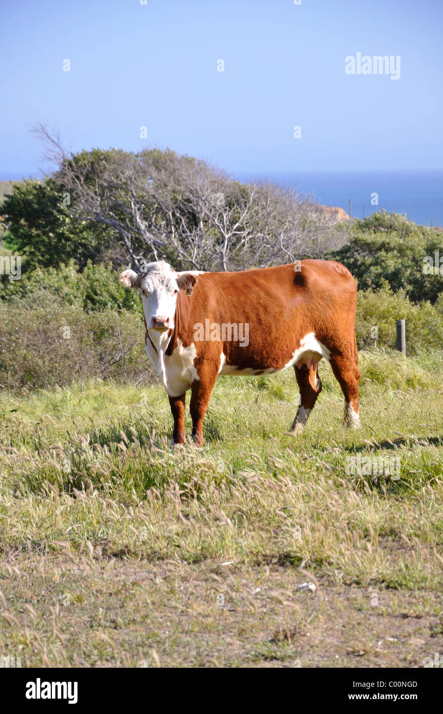 California cows, USA Stock Photo - Alamy