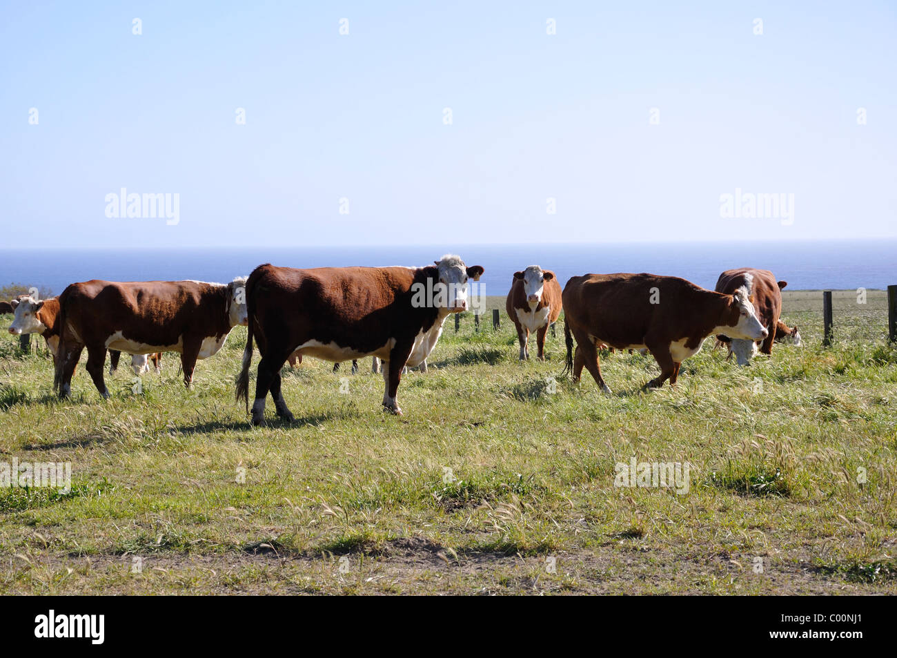 California cows, USA Stock Photo - Alamy