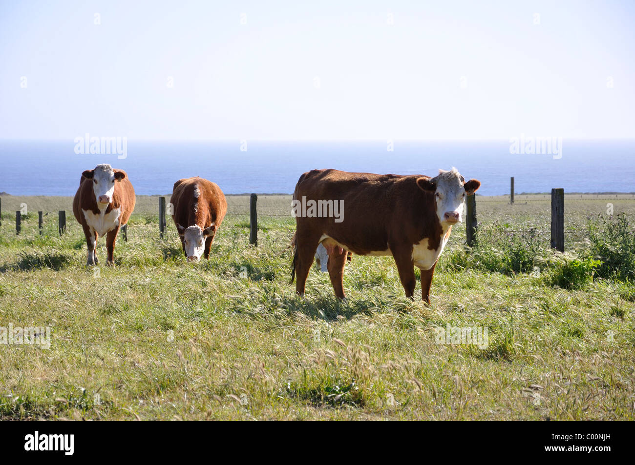 California cows, USA Stock Photo - Alamy