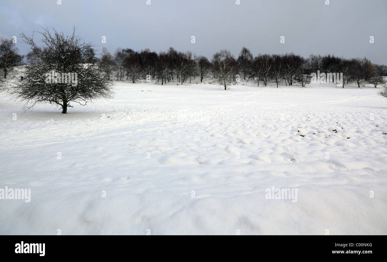 winter snow and trees landscape Stock Photo - Alamy