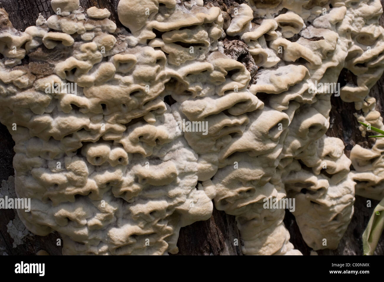 Wasp nest like fungi growing over a dead tree in Mexico Stock Photo - Alamy