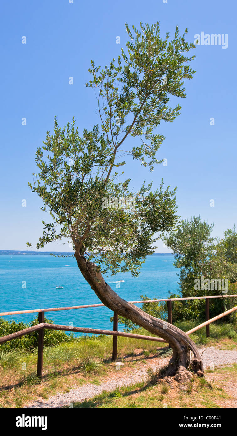 old curve olive tree on sea and sky background Stock Photo - Alamy