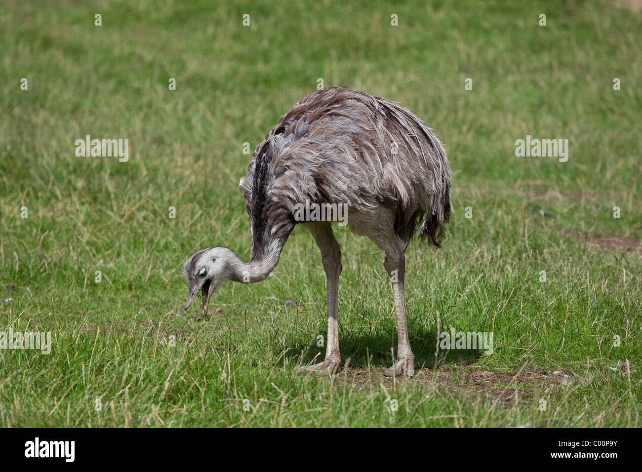Ostrich toes hi-res stock photography and images - Alamy