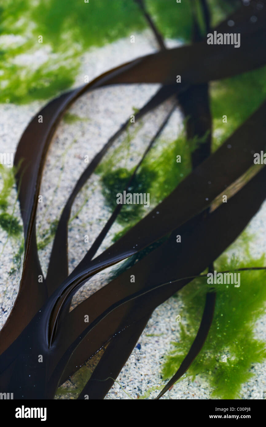 Seaweed patterns hi-res stock photography and images - Alamy