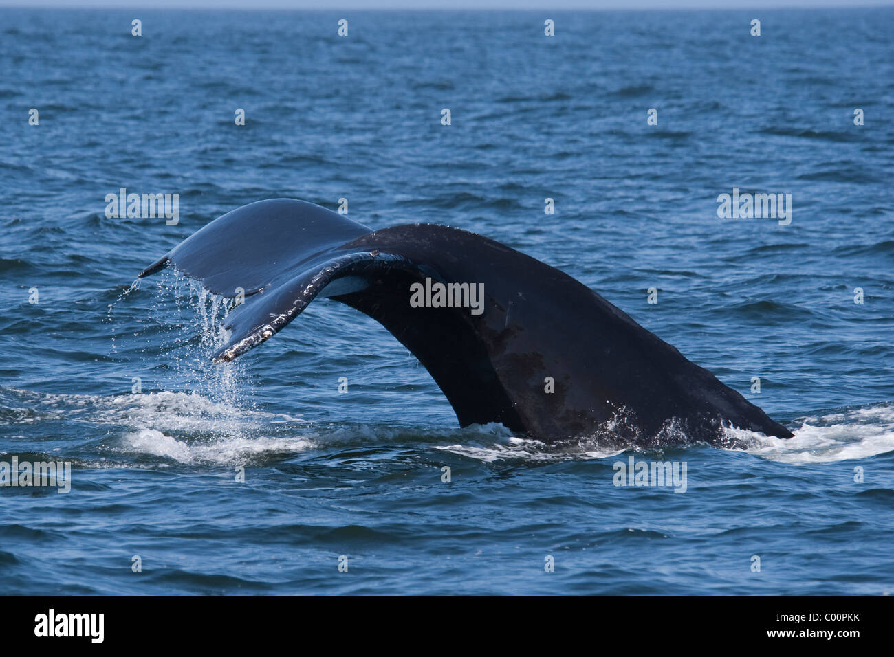 Adult humpback whale hi-res stock photography and images - Alamy