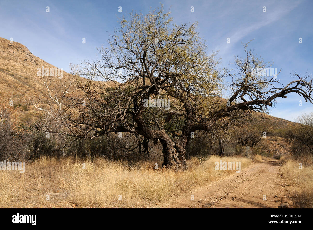 Mesquite tree bark hi-res stock photography and images - Alamy