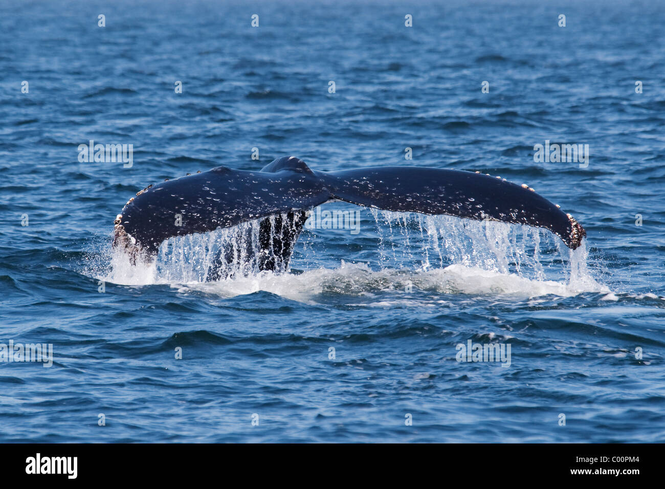 Adult humpback whale hi-res stock photography and images - Alamy