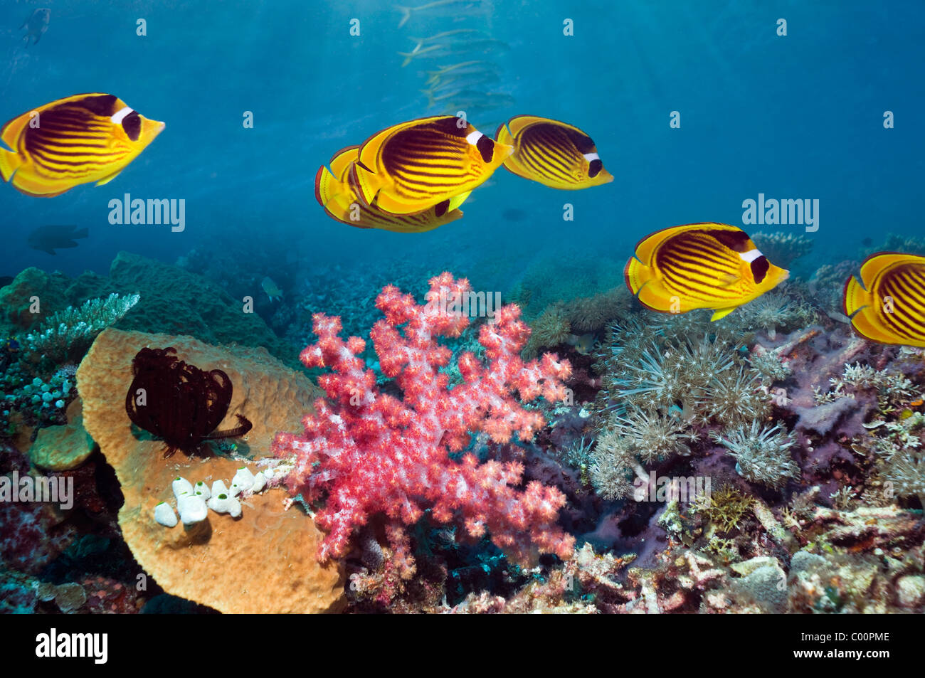 Red Sea raccoon butterflyfish (Chaetodon fasciatus) over coral reef ...