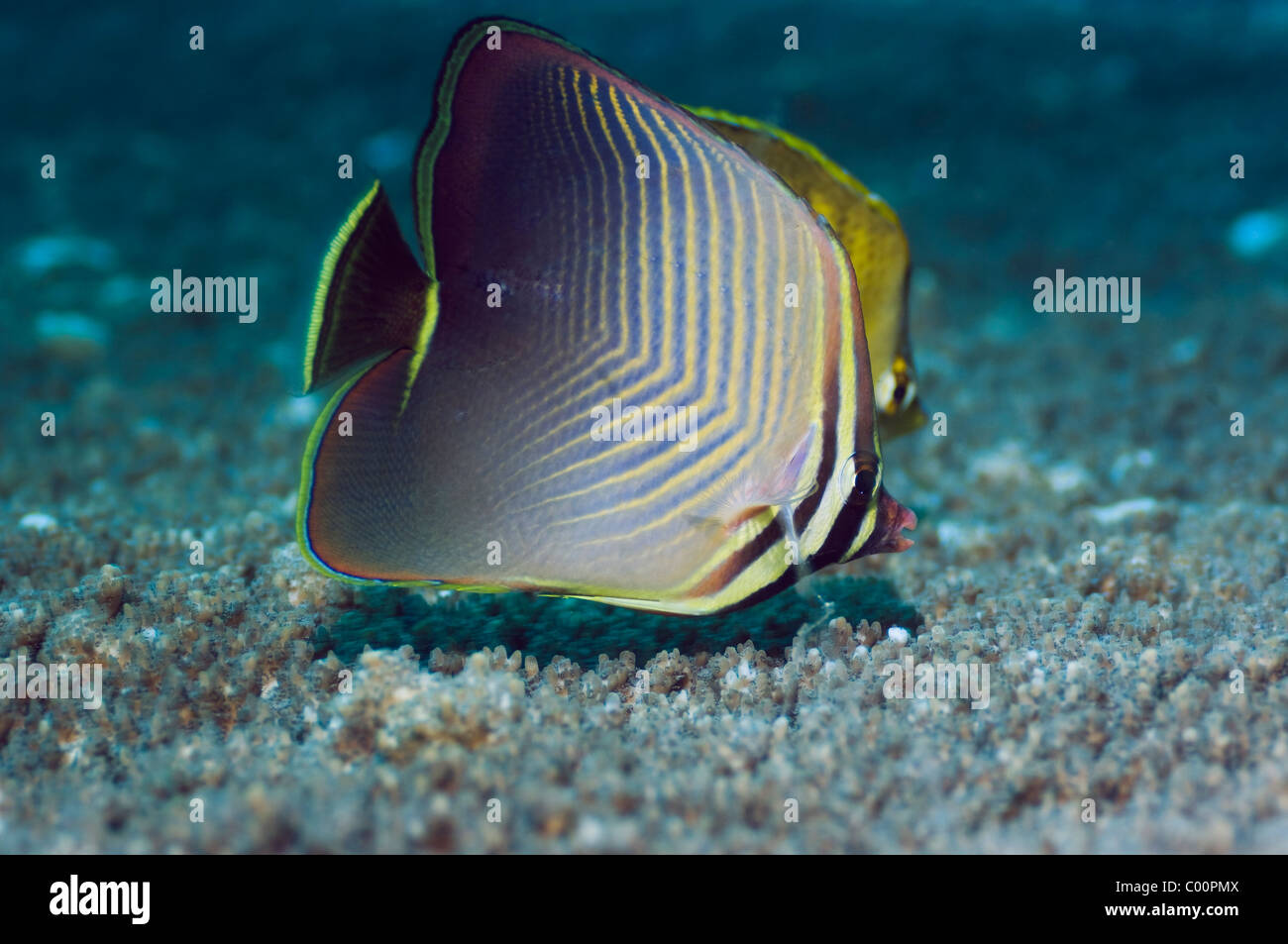 Eastern triangle butterflyfish feeding hi-res stock photography and ...