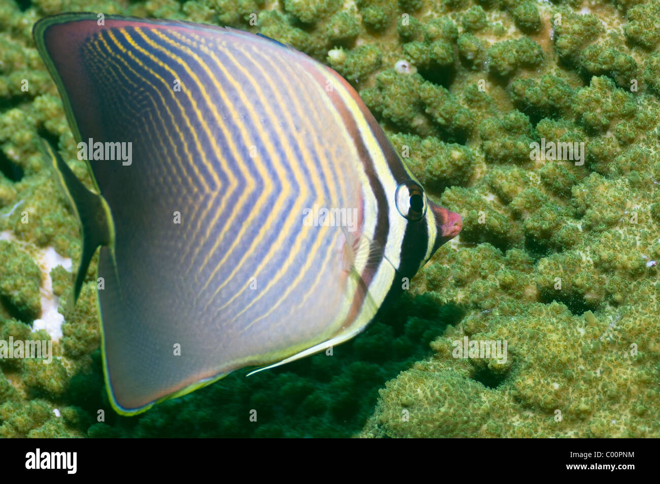 Eastern triangle butterflyfish hi-res stock photography and images - Alamy