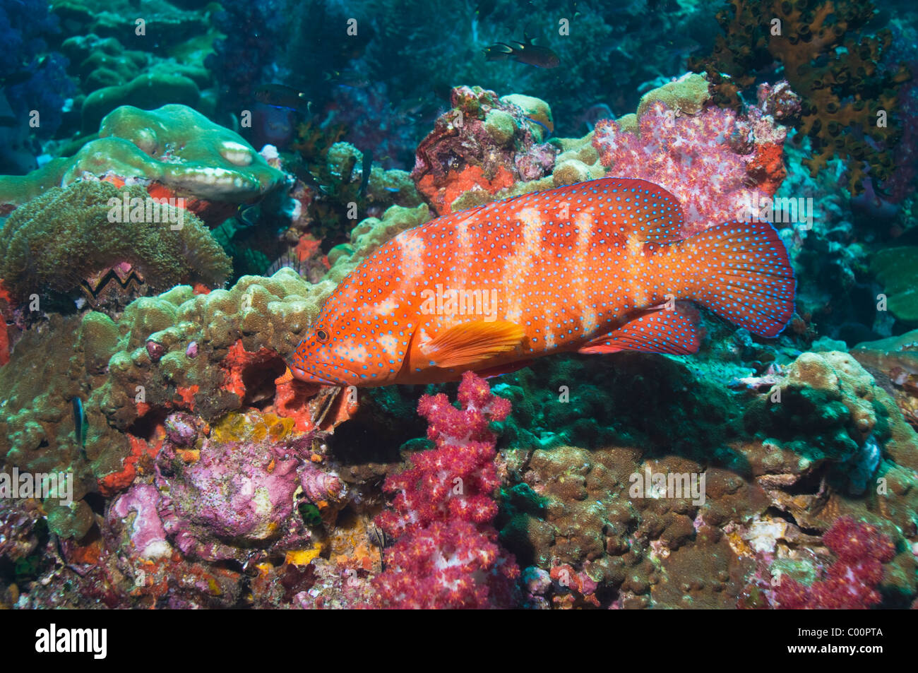 Coral trout hi-res stock photography and images - Alamy
