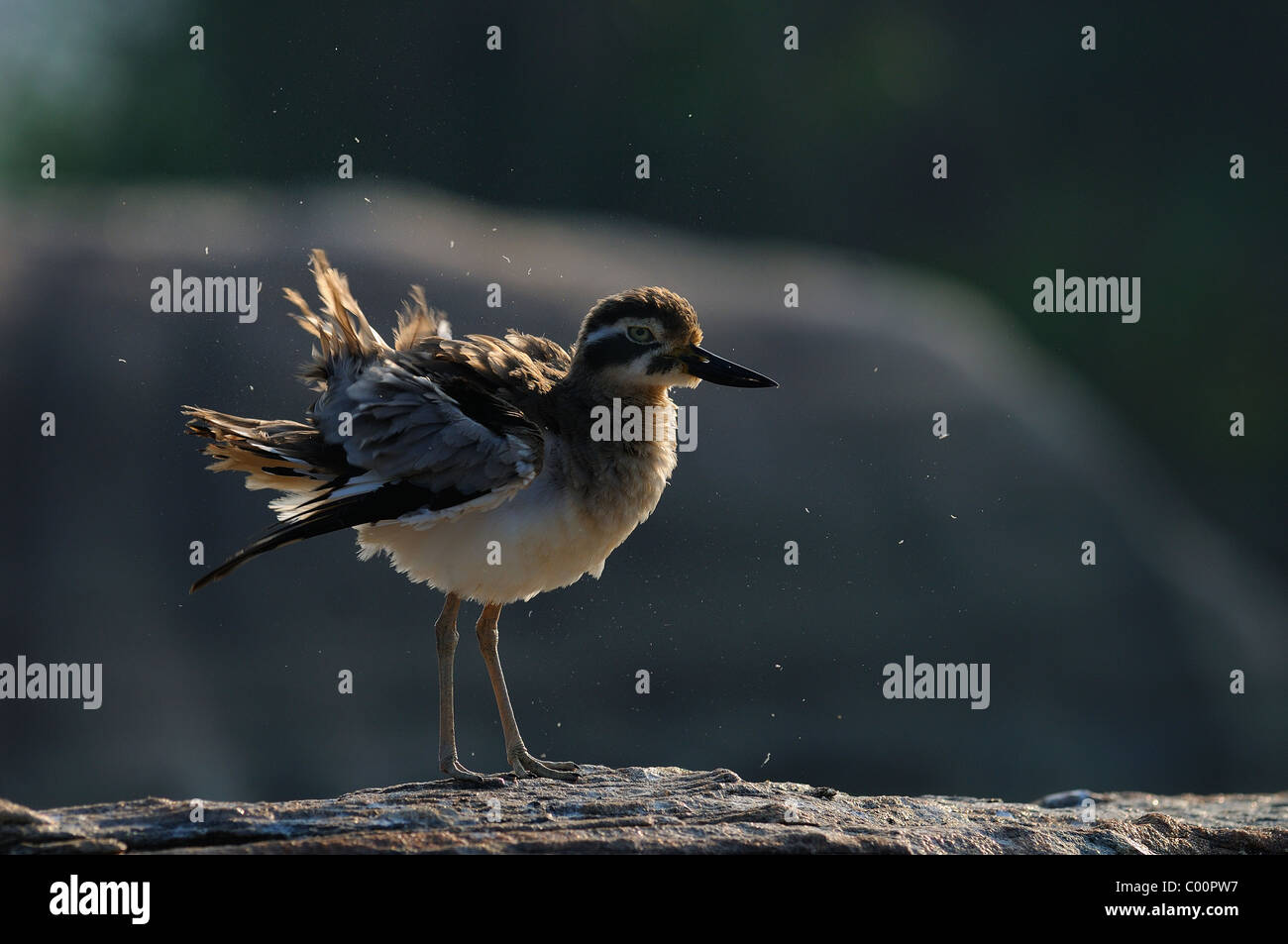 A great stone plover or great thick-knee (Esacus recurvirostris ...