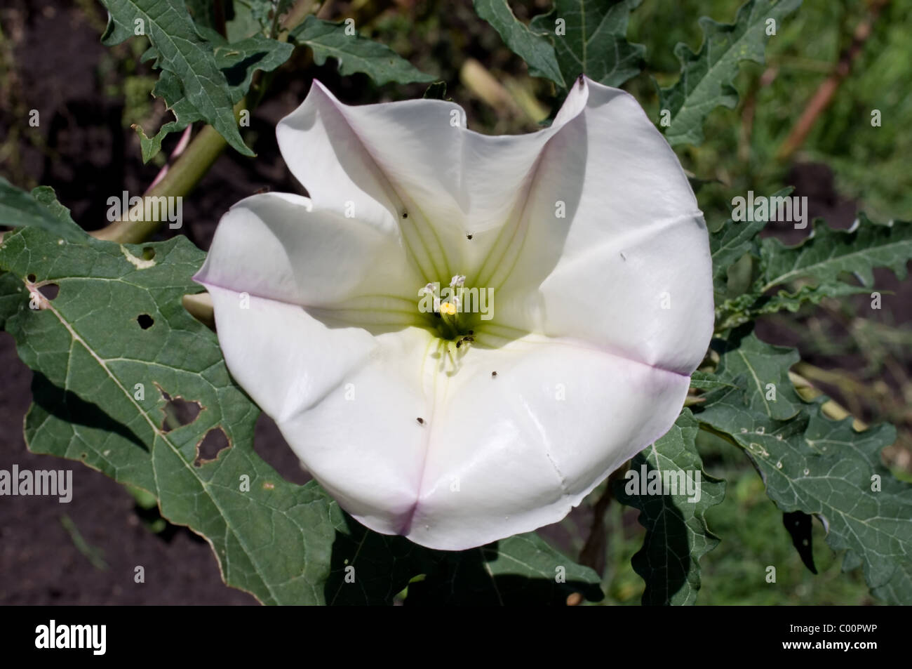 Vespertine flower hi-res stock photography and images - Alamy
