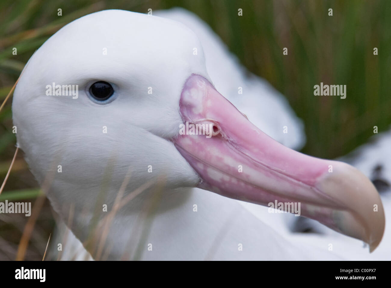 Snowy albatross hi-res stock photography and images - Alamy